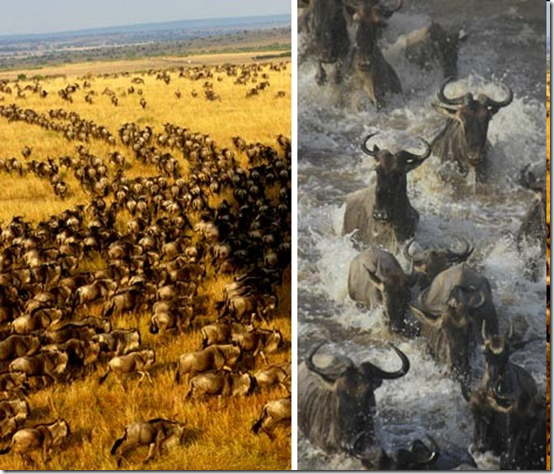 Rate #1, best ranking system: 10 Amazing Animal Migrations